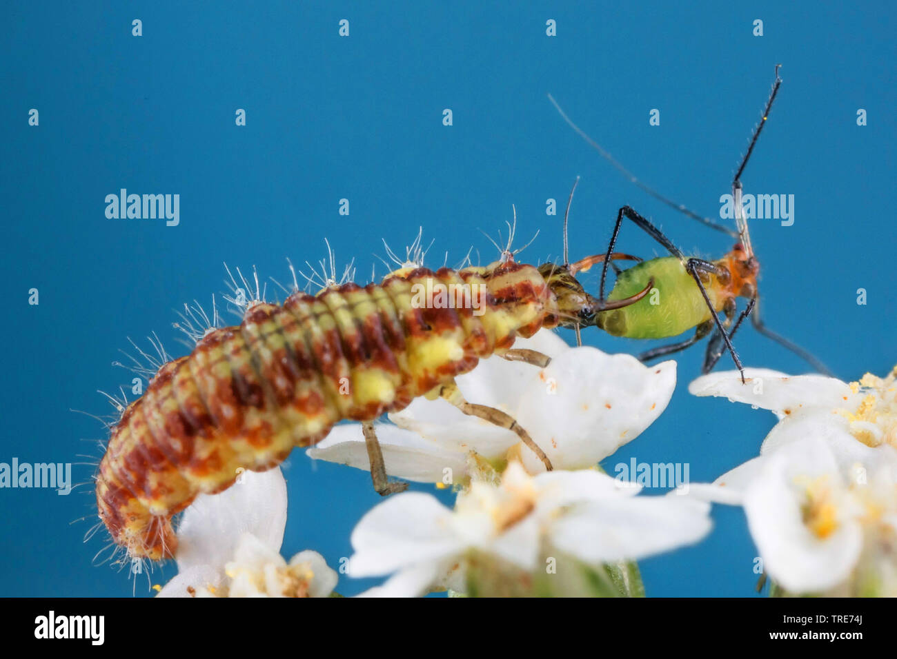 Les chrysopes vertes, dentelle verte-ailes (Chrysoperla carnea ...