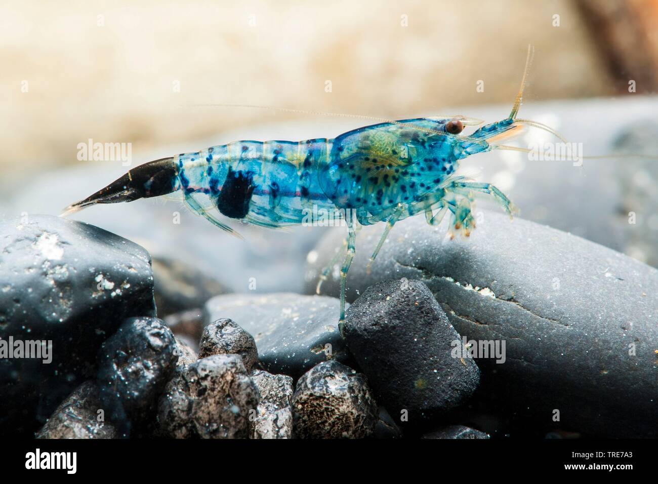 La crevette bleue (Rili Neocaridina Neocaridina heteropoda, davidi ...