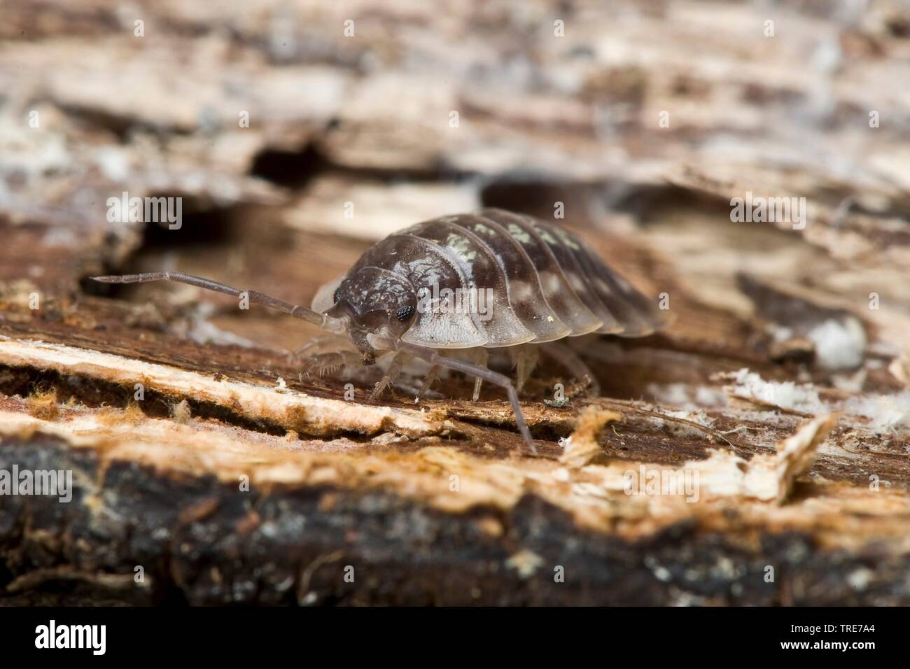 Cloportes communs Banque de photographies et d’images à haute ...