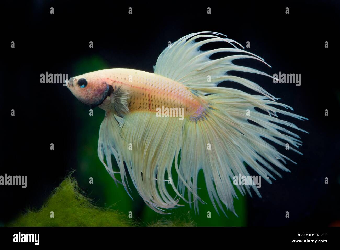 La lutte contre le poisson siamois, Siamois fighter (Crowntail Betta ...