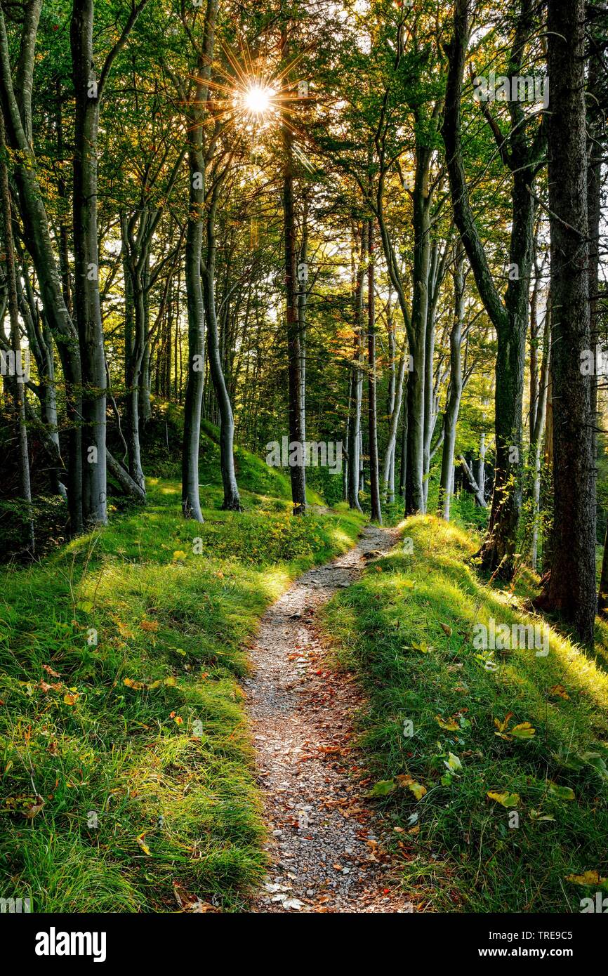 Chemin de forêt idyllique Banque de photographies et d’images à haute ...