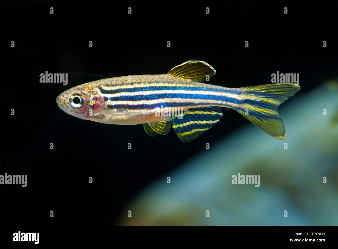Danio rerio Banque de photographies et d’images à haute résolution - Alamy