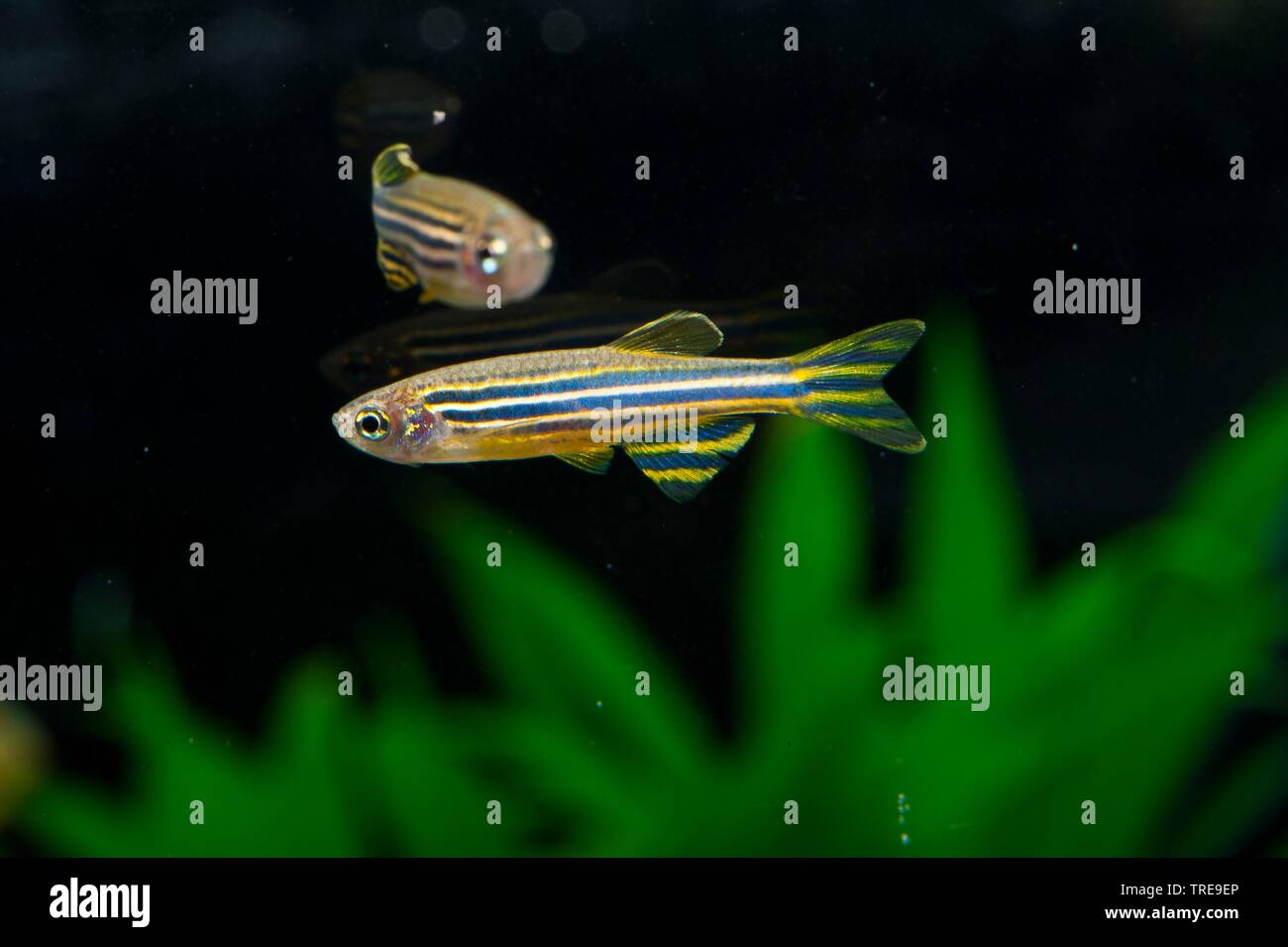 Zebra fish brachydanio rerio Banque de photographies et d’images à ...