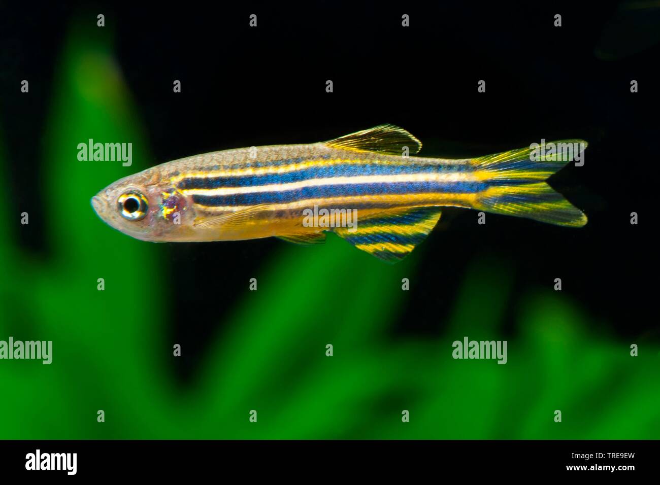 Zebra danios danio rerio Banque de photographies et d’images à haute ...