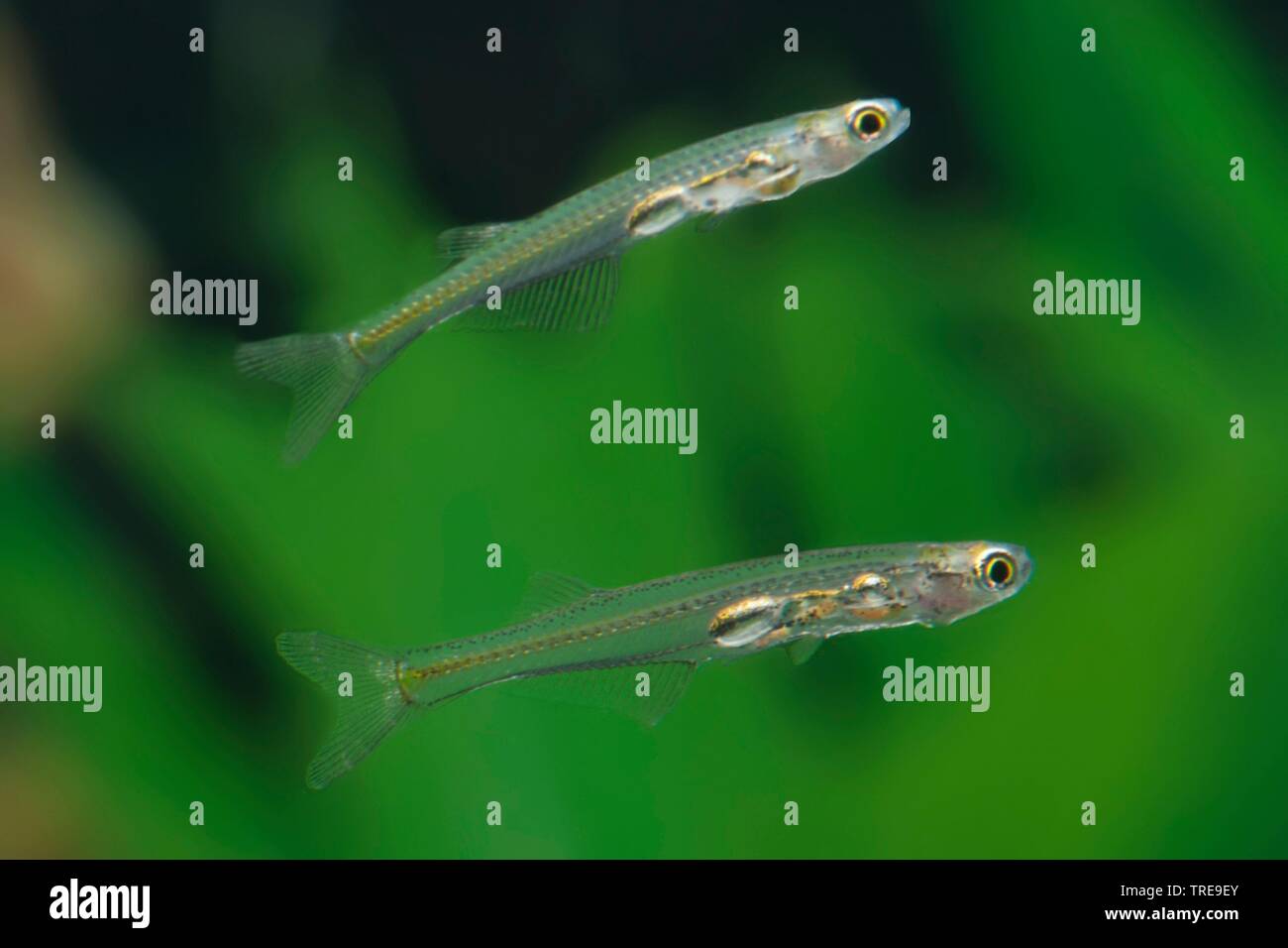 Danio fish Banque de photographies et d’images à haute résolution - Alamy