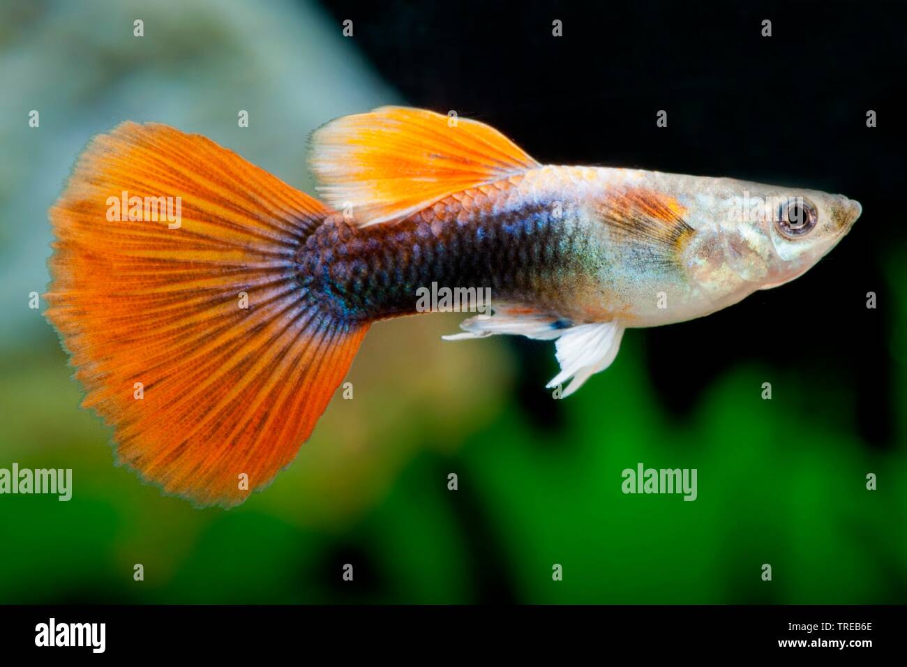 Rouge fluo Banque de photographies et d’images à haute résolution - Alamy