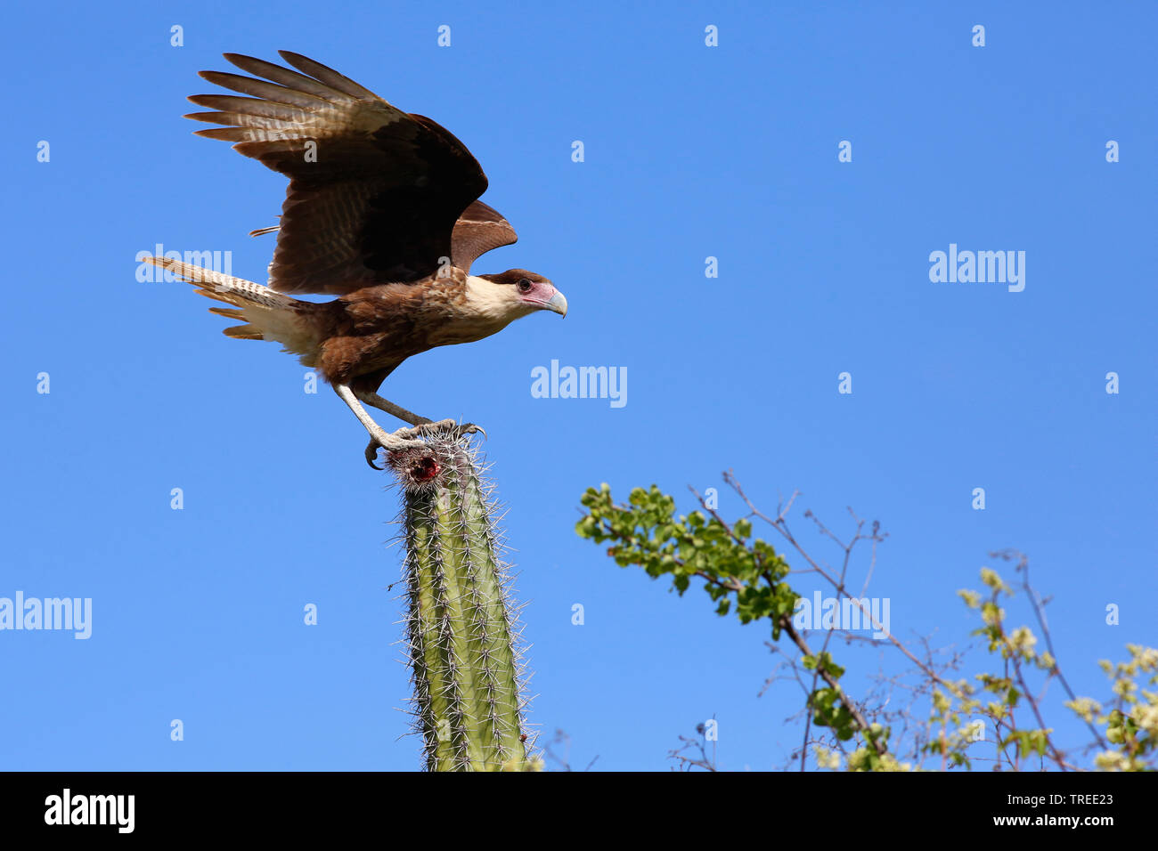 (Polyborus plancus caracara commun, Caracara plancus), sur un cactus ...