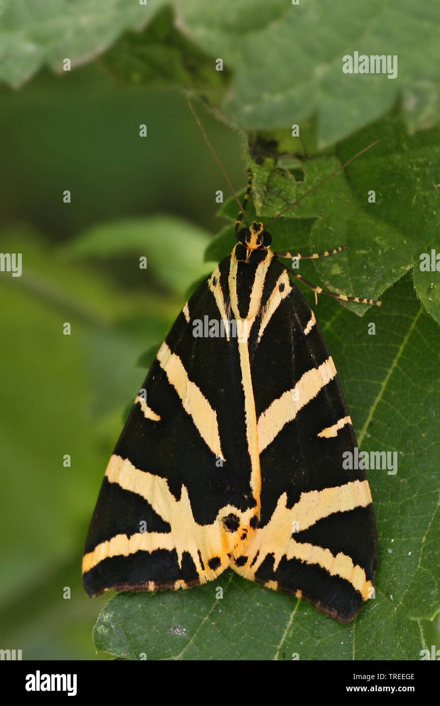 Jersey tiger, tiger russe (Euplagia quadripunctaria Callimorpha ...