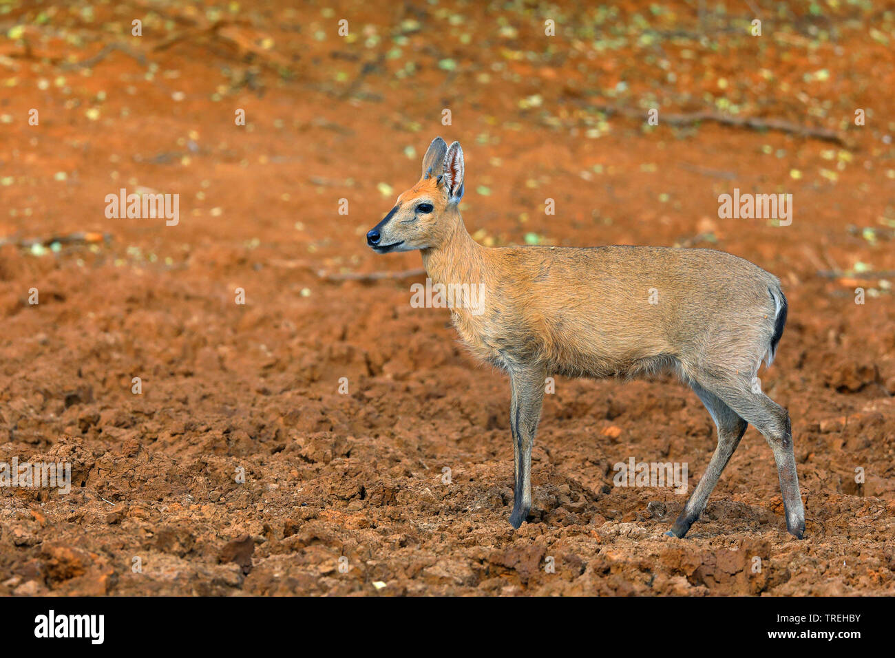 Eau sèche Banque de photographies et d’images à haute résolution - Alamy