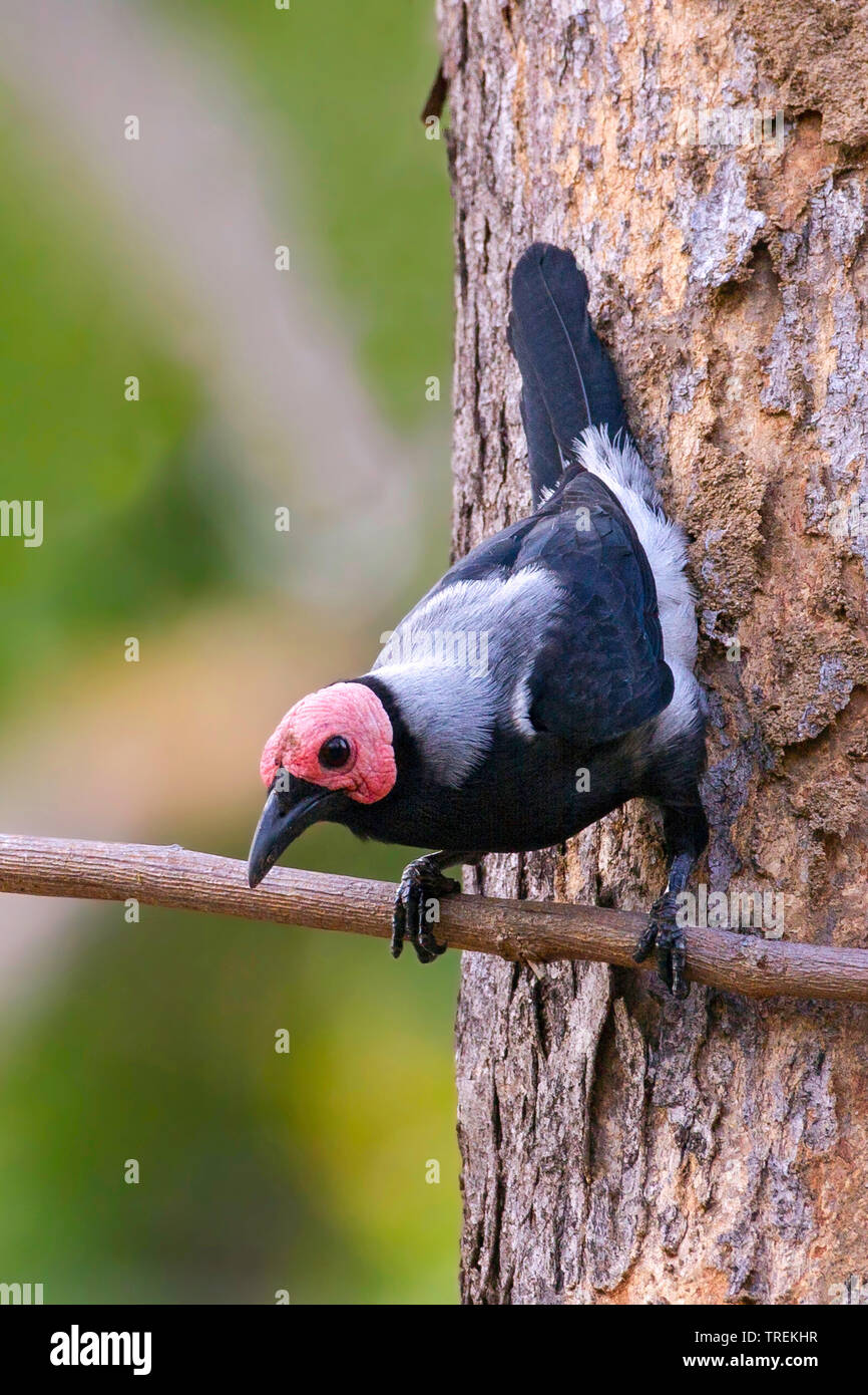 Sarcops calvus Banque de photographies et d’images à haute résolution ...