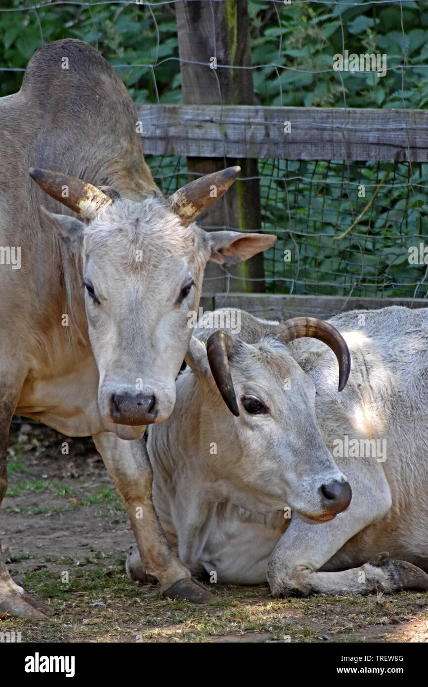 Bos primigenius indicus Banque de photographies et d’images à haute ...