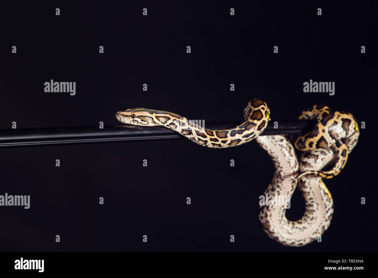 Python tigre, noir et jaune, sur fond noir. Calico Pastel femelle ...