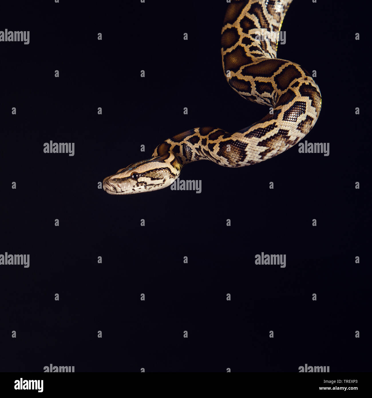 Pastel calico royal python Banque de photographies et d’images à haute ...