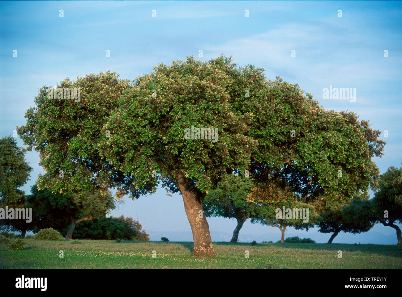 Pendulate Chêne, chêne pédonculé (Quercus robur). Arbre solitaire en ...