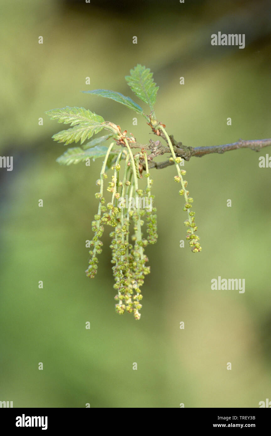 Fleur de chêne Banque de photographies et d’images à haute résolution ...