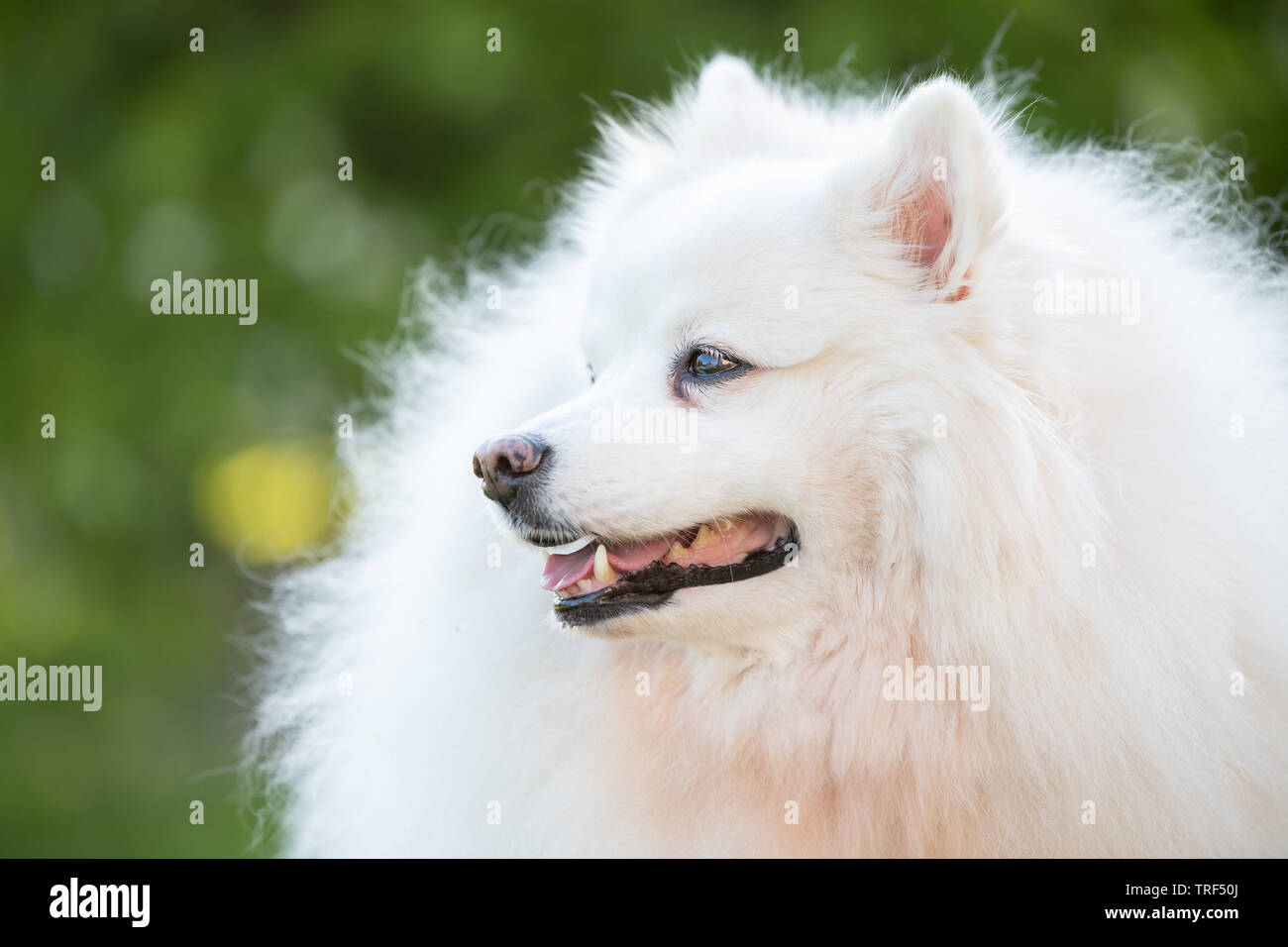 Le portrait d'un chien esquimau américain. Ces chiens sont un membre de ...