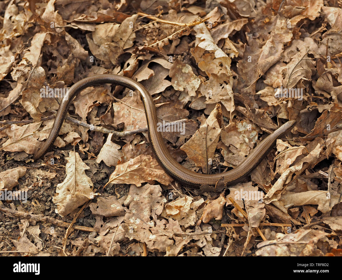 Ver-Lente (Anguis fragilis) un lézard reptile sans pattes alias deaf ...