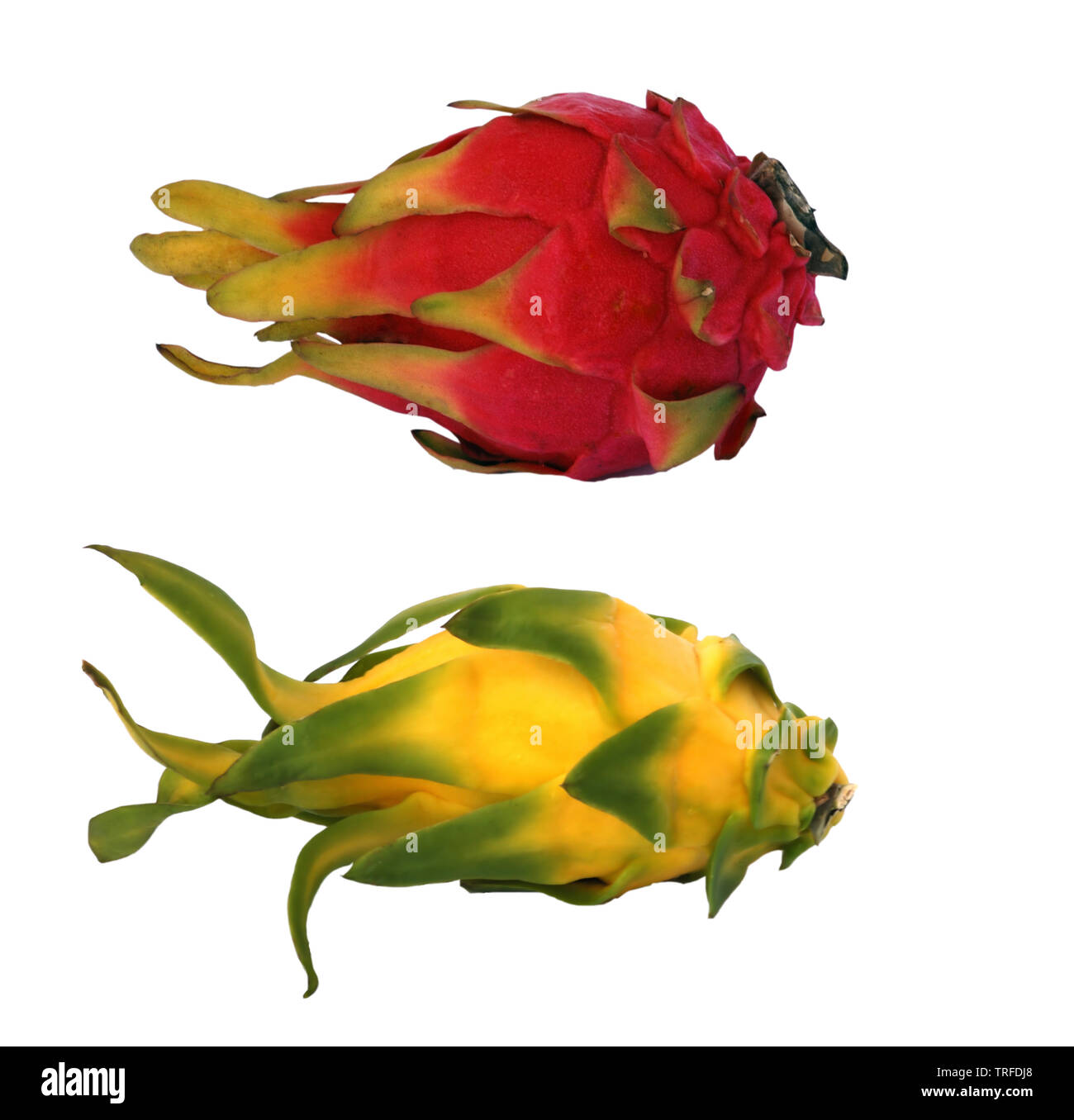 Costa rica cactus Banque de photographies et d’images à haute ...