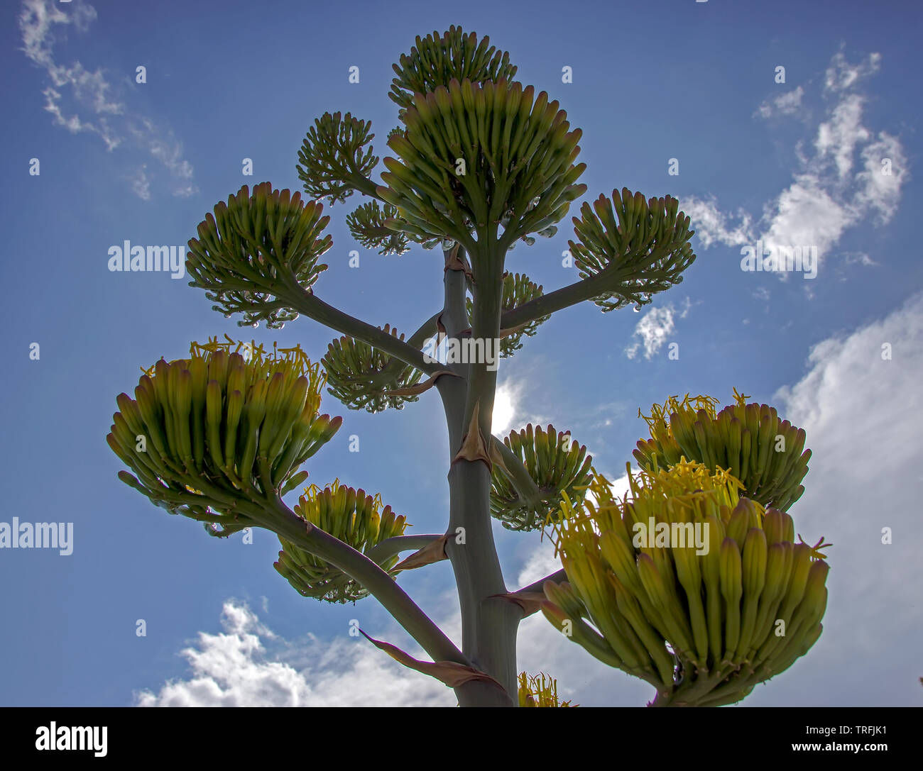 Agave en fleurs Banque de photographies et d’images à haute résolution ...