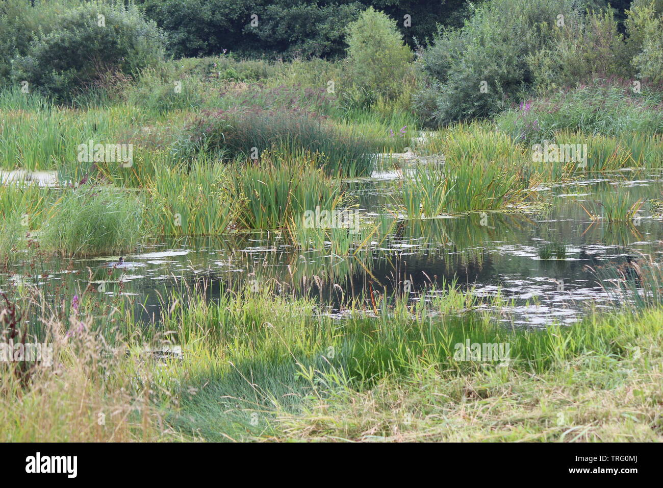 Rodley nature reserve Banque de photographies et d’images à haute ...