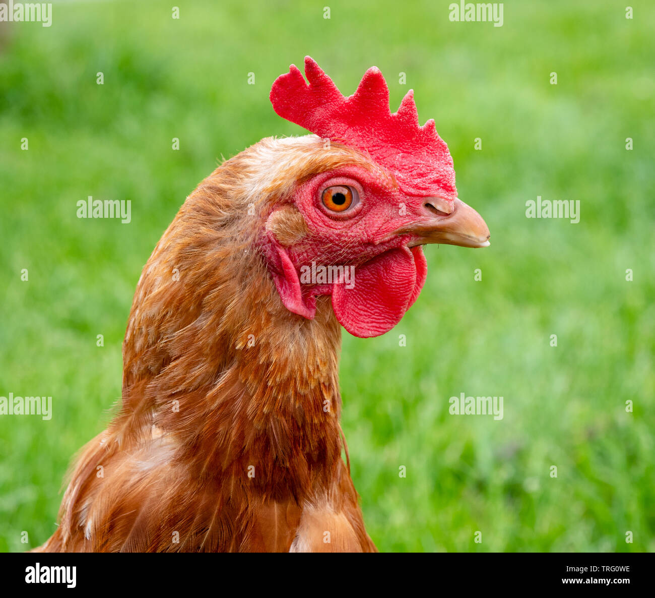 Yeux de poules Banque de photographies et d’images à haute résolution ...