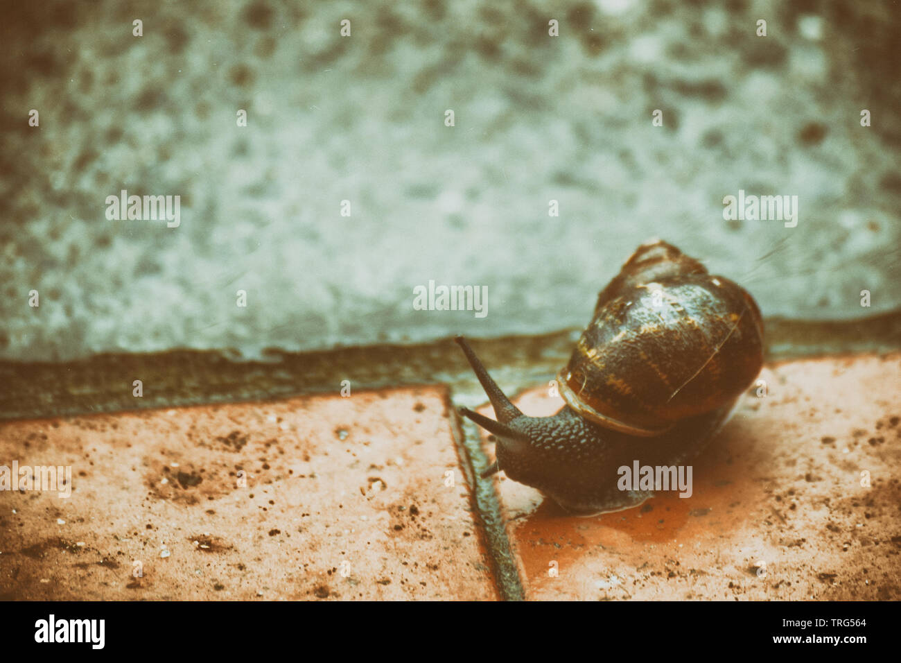 Animaux sous la pluie Banque de photographies et d’images à haute ...