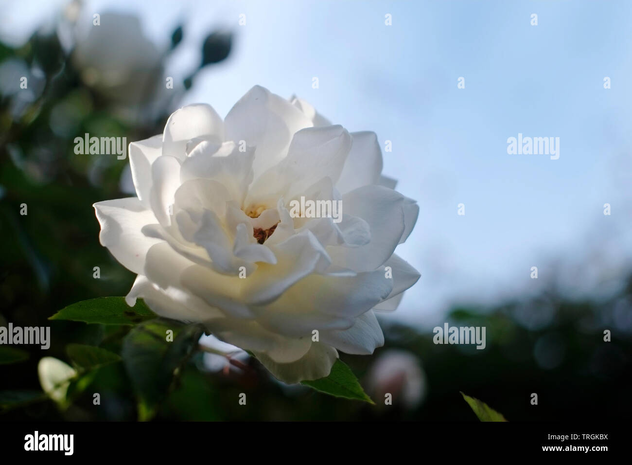 Rose ouverte anglaise Banque de photographies et d’images à haute ...