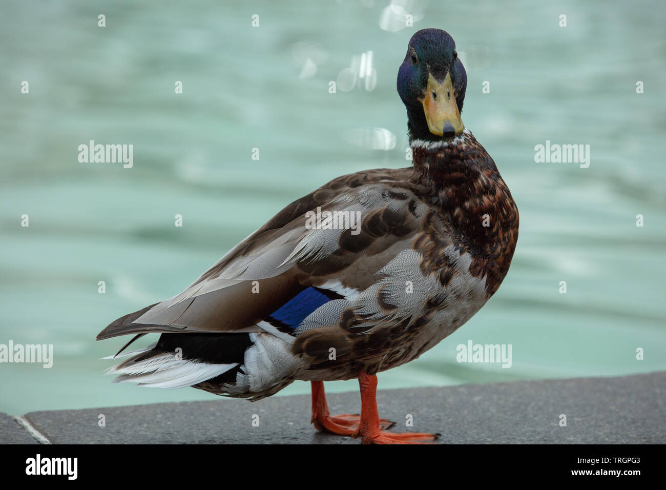 Tête violet Canard colvert Anas platyrhynchos ou sur un mur en pierre ...