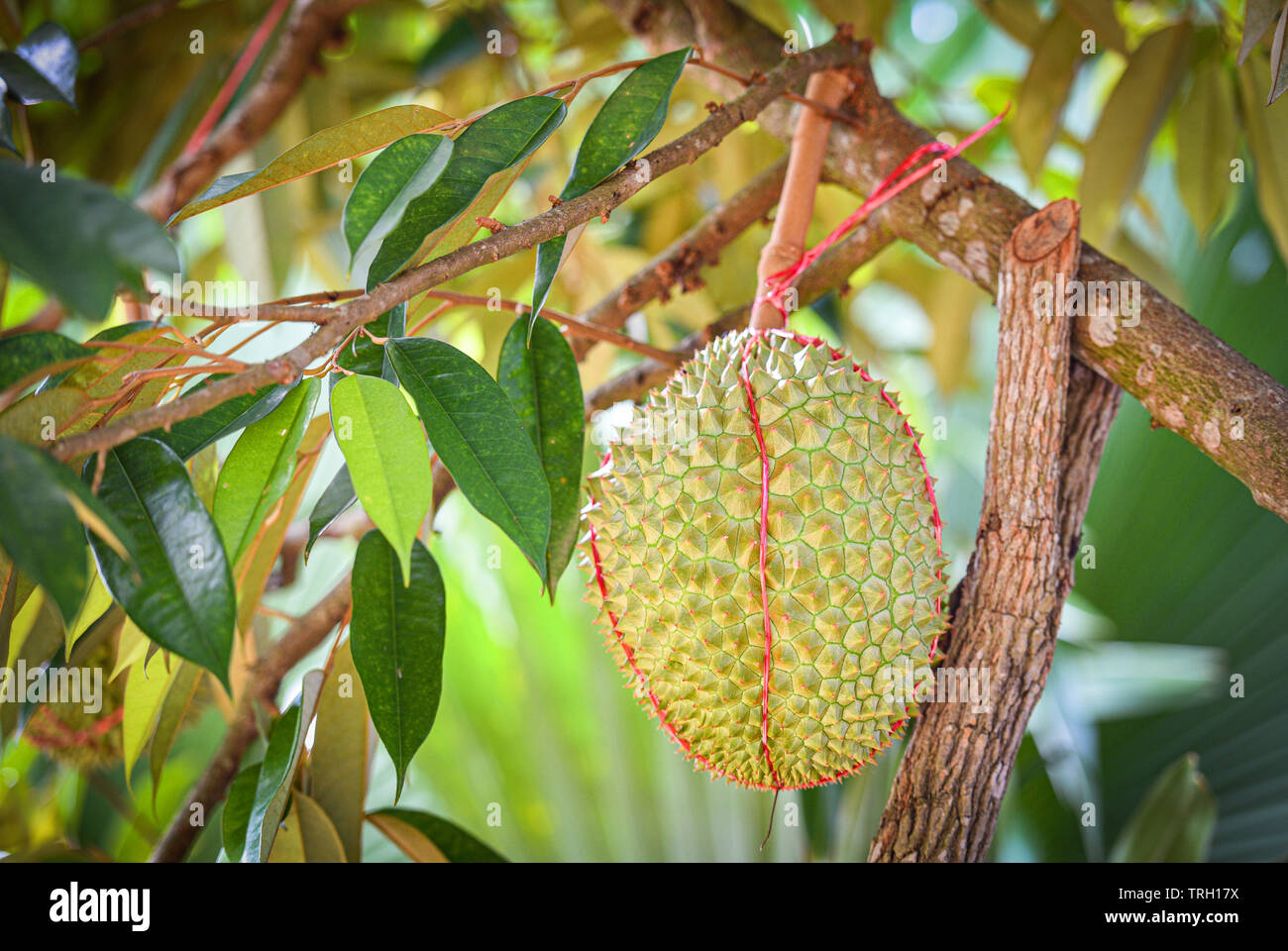 Arbre Durian