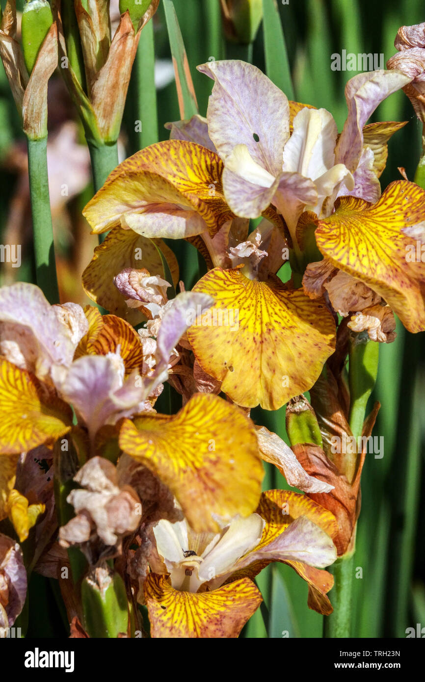 Fleur d'iris Banque de photographies et d’images à haute résolution - Alamy
