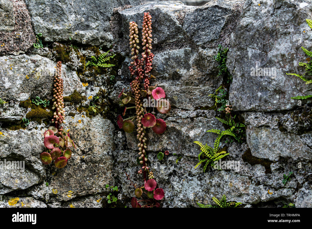 Ombilic rupestris Banque de photographies et d’images à haute ...