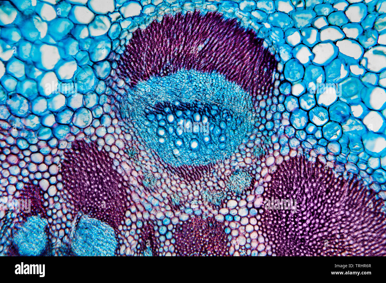 Grande Bardane Arctium Lappa Banque d'image et photos - Alamy