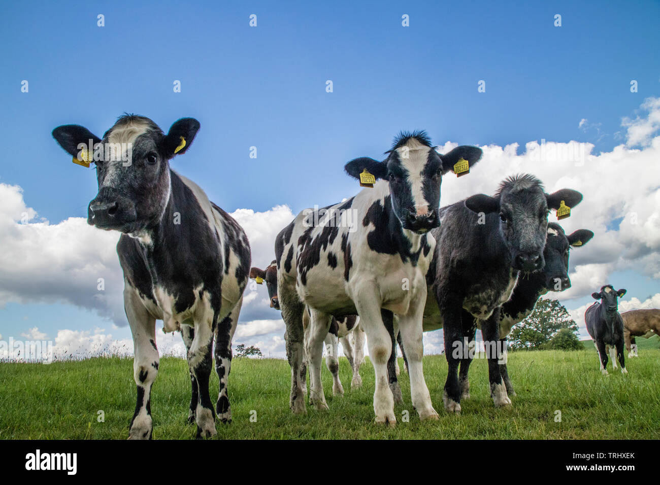 Holstein bull dairy friesian friesians Banque de photographies et d ...