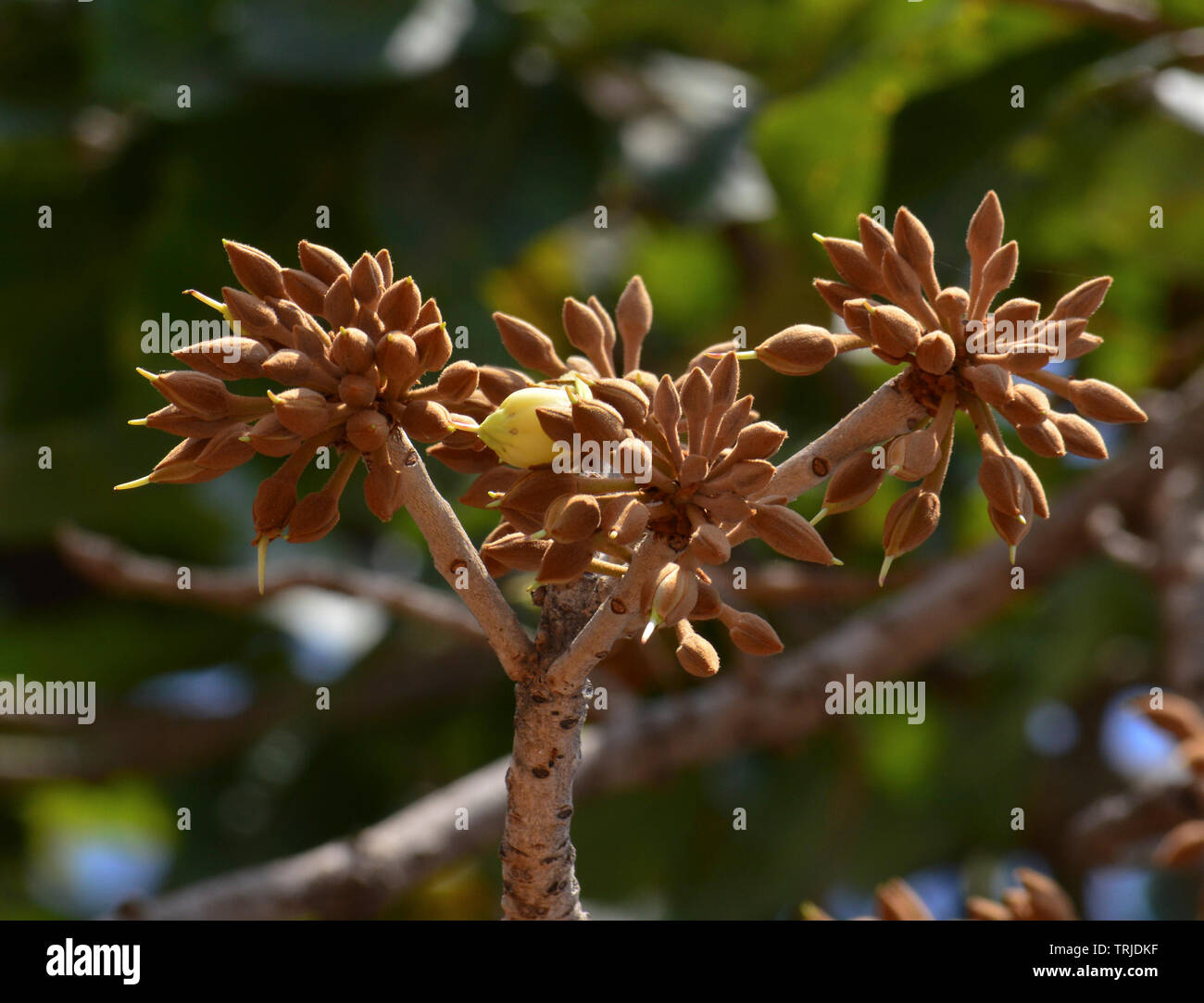 Fleurs et boutons de mahua Banque de photographies et d’images à haute ...