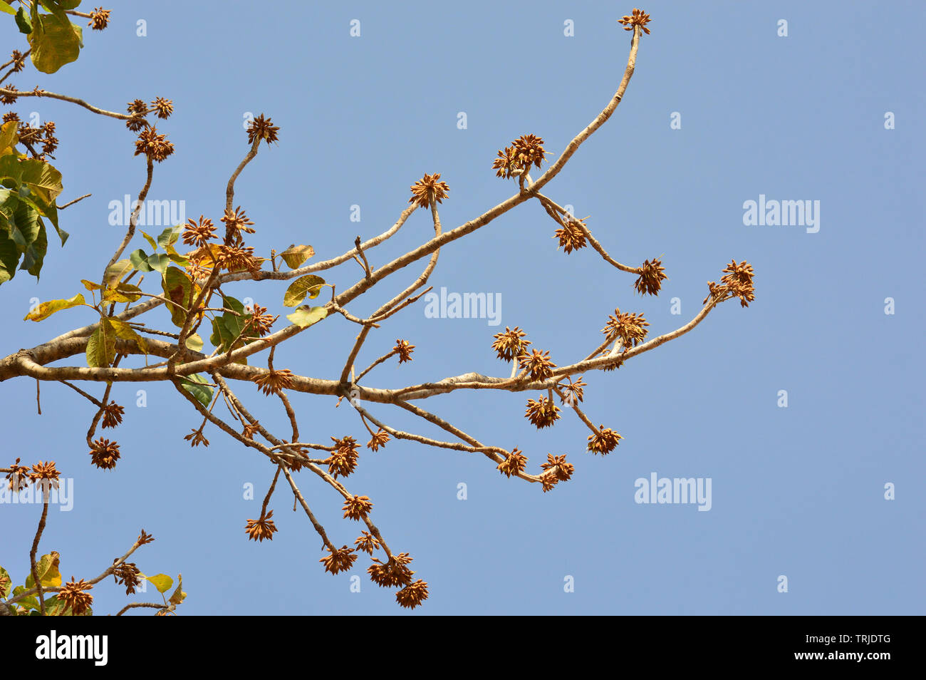 Fleurs et boutons de mahua Banque de photographies et d’images à haute ...