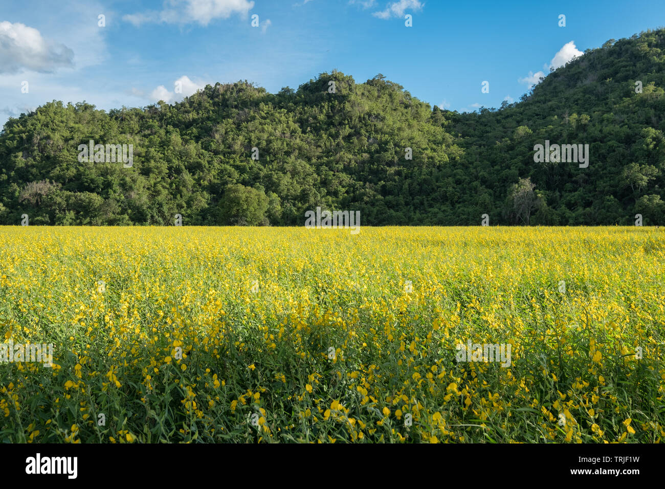 Chanvre indien Banque de photographies et d’images à haute résolution ...