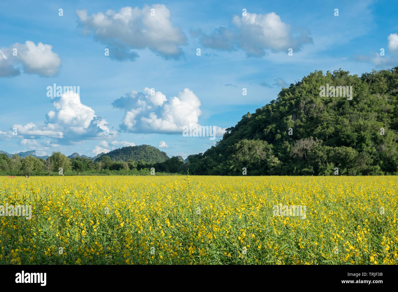 Chanvre indien Banque de photographies et d’images à haute résolution ...