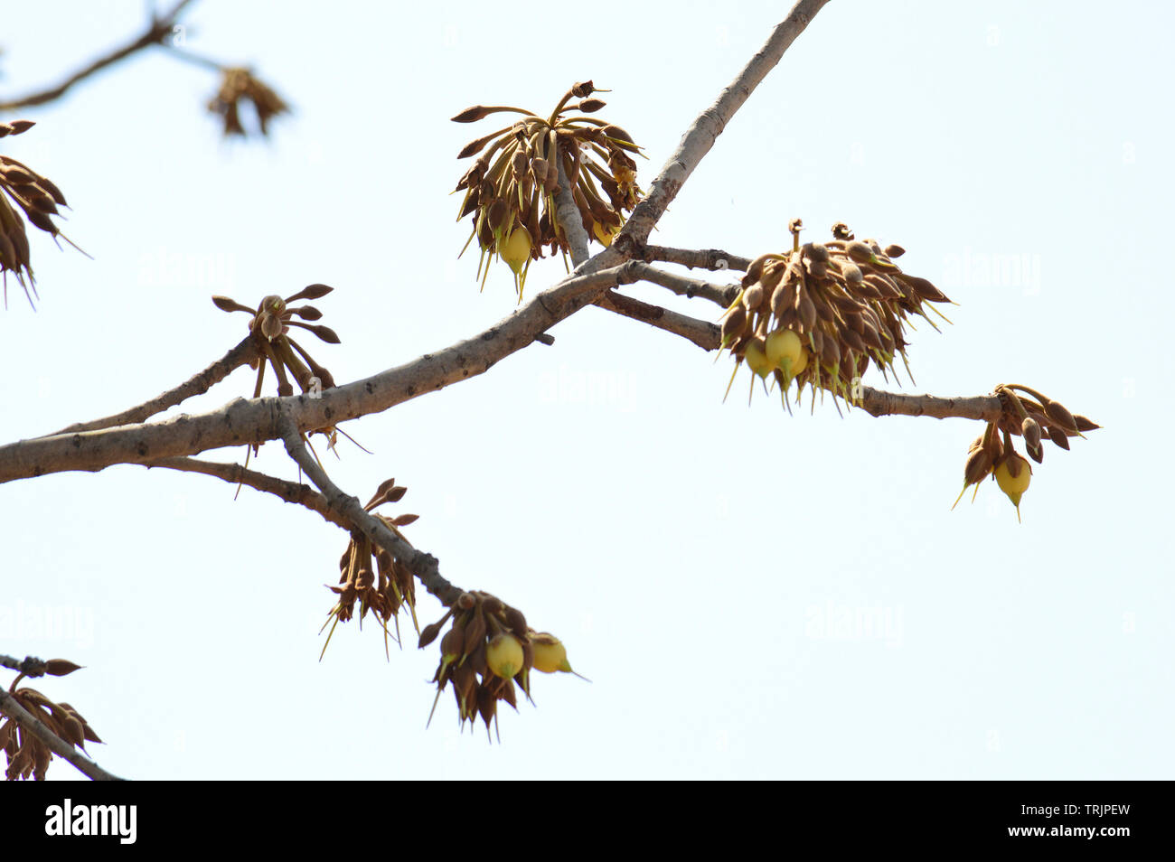 Fleurs et boutons de mahua Banque de photographies et d’images à haute ...