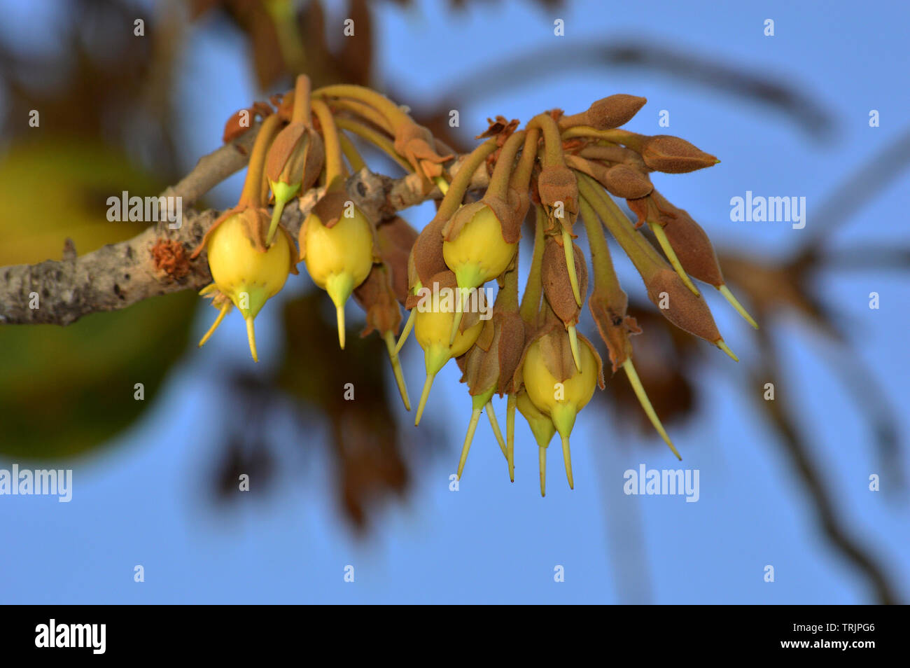 Mahua longifolia Banque de photographies et d’images à haute résolution ...