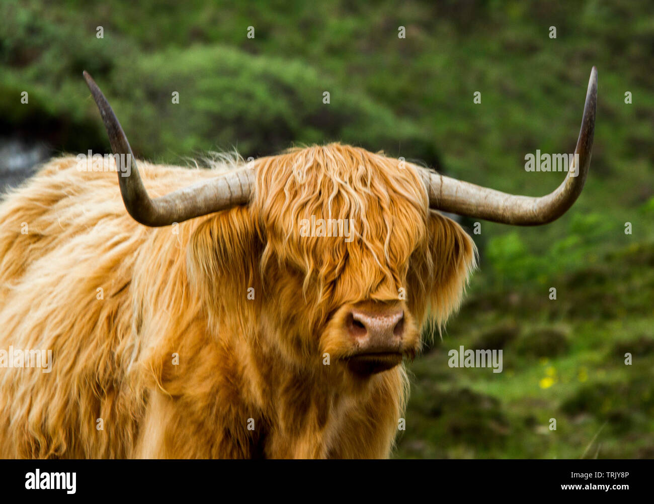 Vache à grandes cornes Banque de photographies et d’images à haute ...