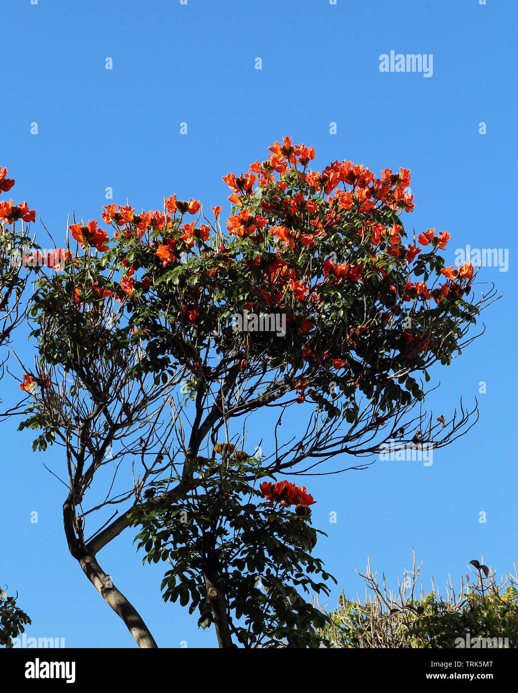 Bel arbre tropical avec rouge / orange fleurs photographié à Madère, au ...