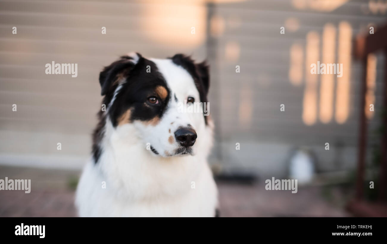 Australian black model Banque de photographies et d’images à haute ...