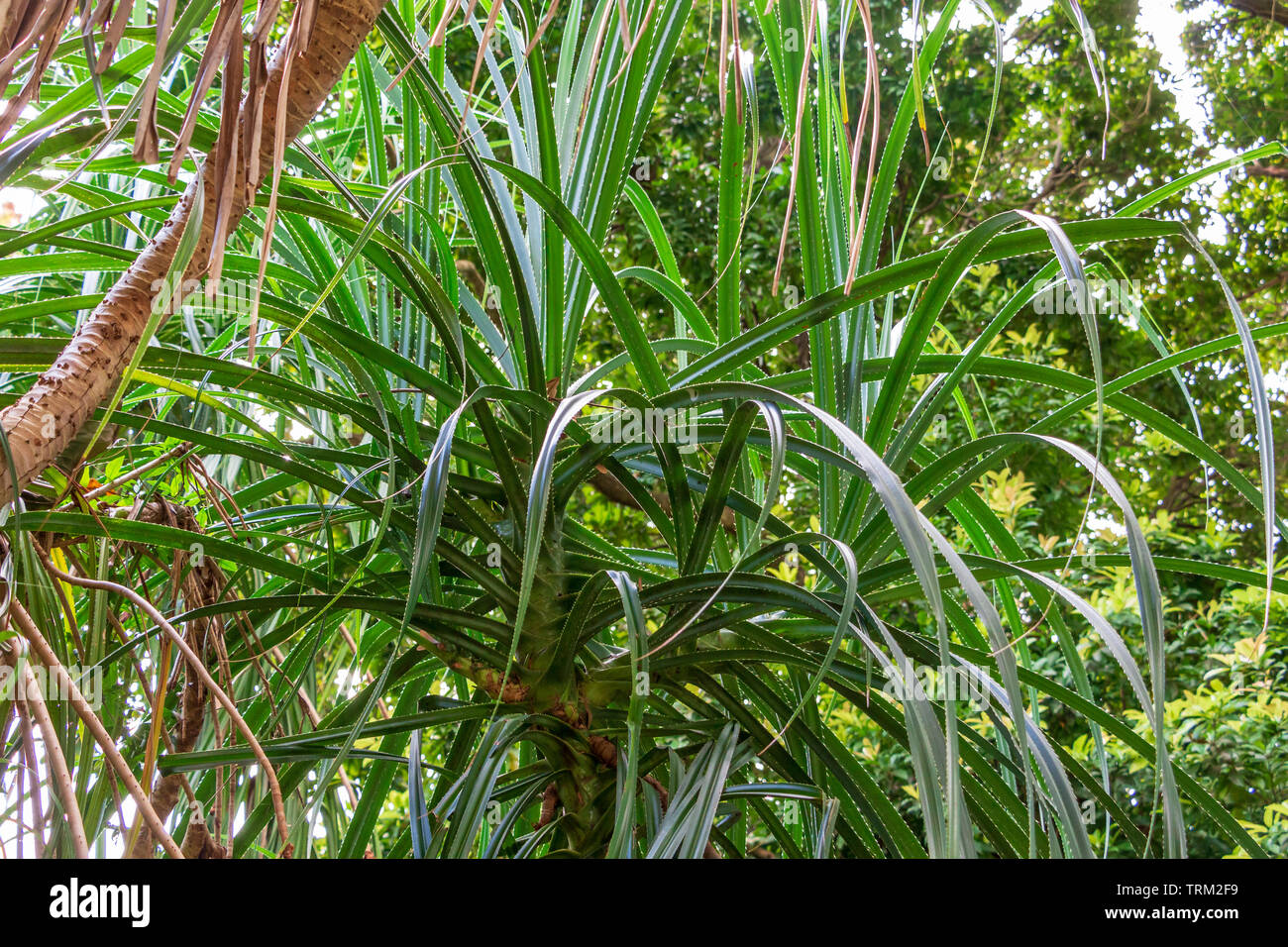 Pandanus tectorius Banque de photographies et d’images à haute ...