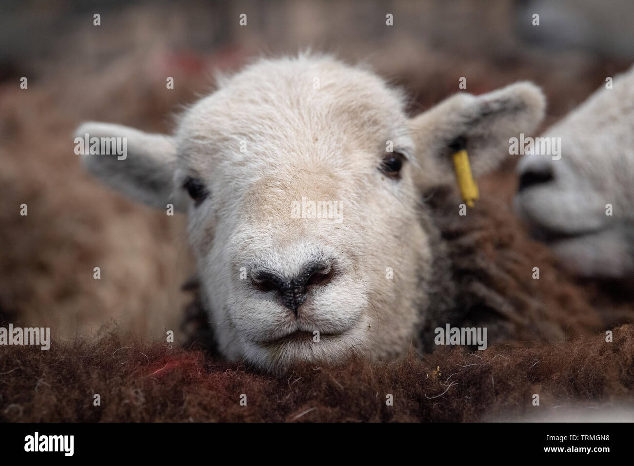 Mouton Dans Un Banque d'image et photos - Alamy