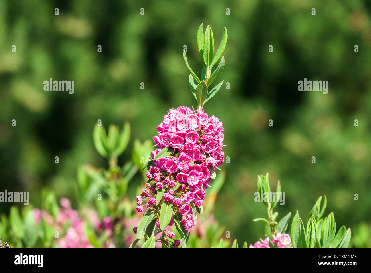 Kalmia angustifolia rubra Banque de photographies et d’images à haute ...