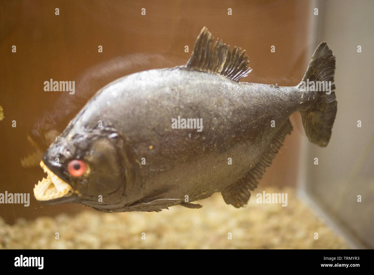 Piranha species Banque de photographies et d’images à haute résolution ...