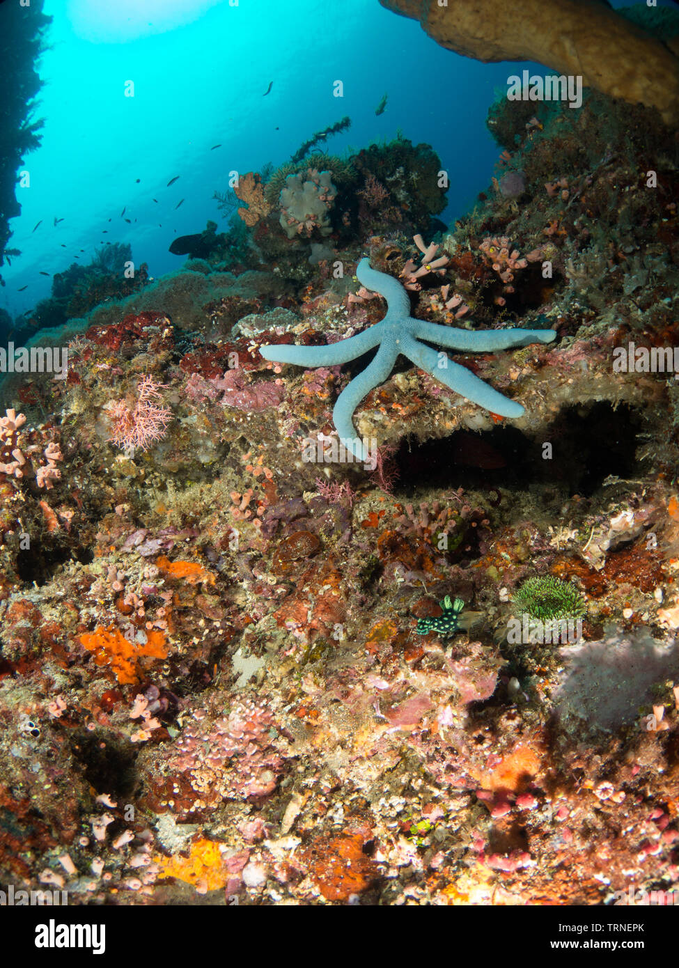 Parc marin sous marin Banque de photographies et d’images à haute ...