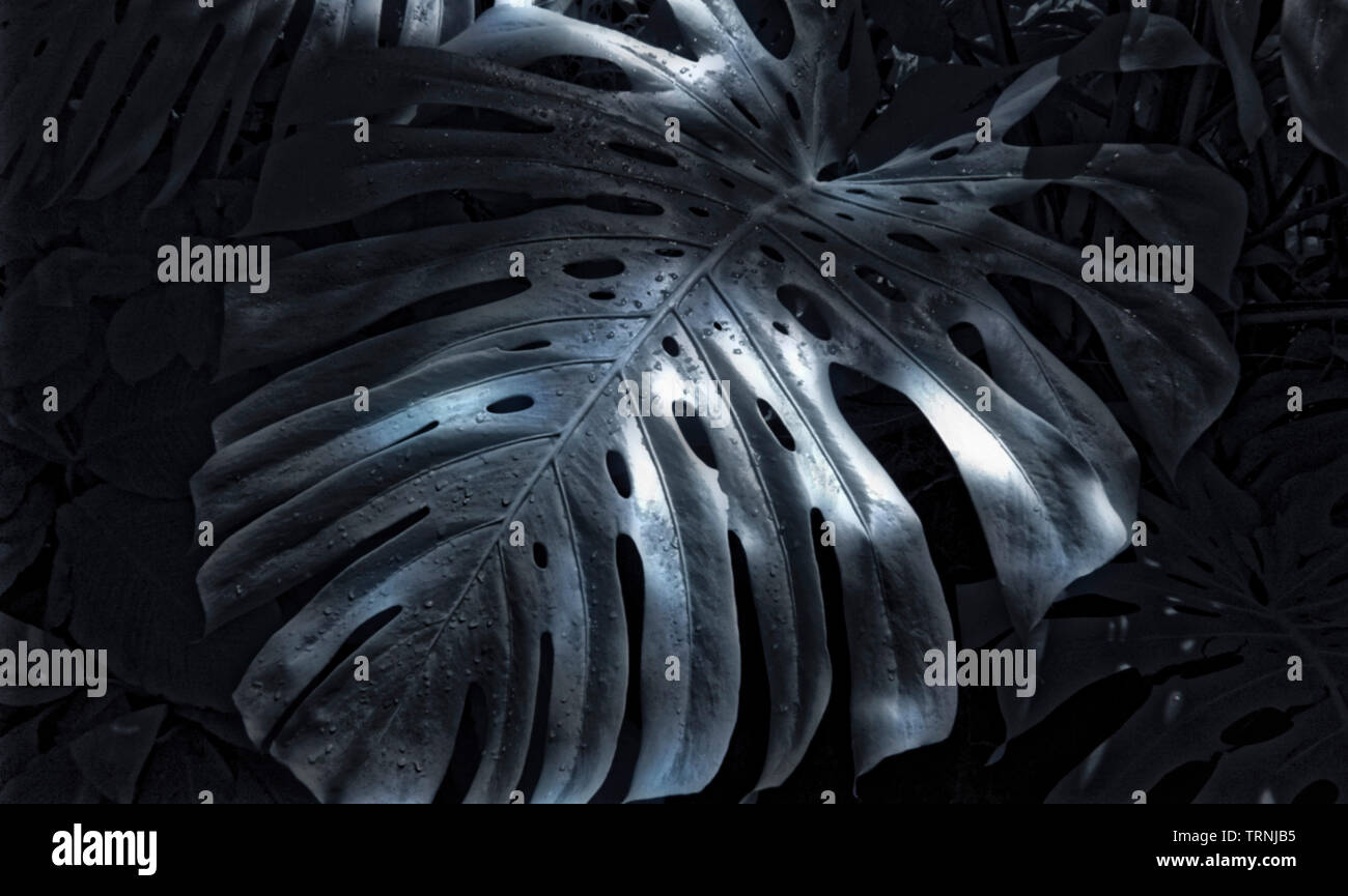 Feuille de philodendron couleur Banque de photographies et d’images à ...