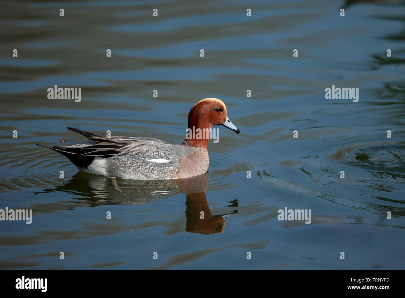 Le canard siffleur, également connu sous le nom de canard siffleur ...