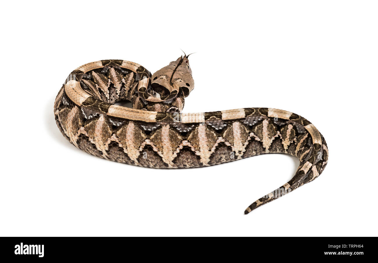 Gaboon viper bitis gabonica gabonica Banque de photographies et d ...